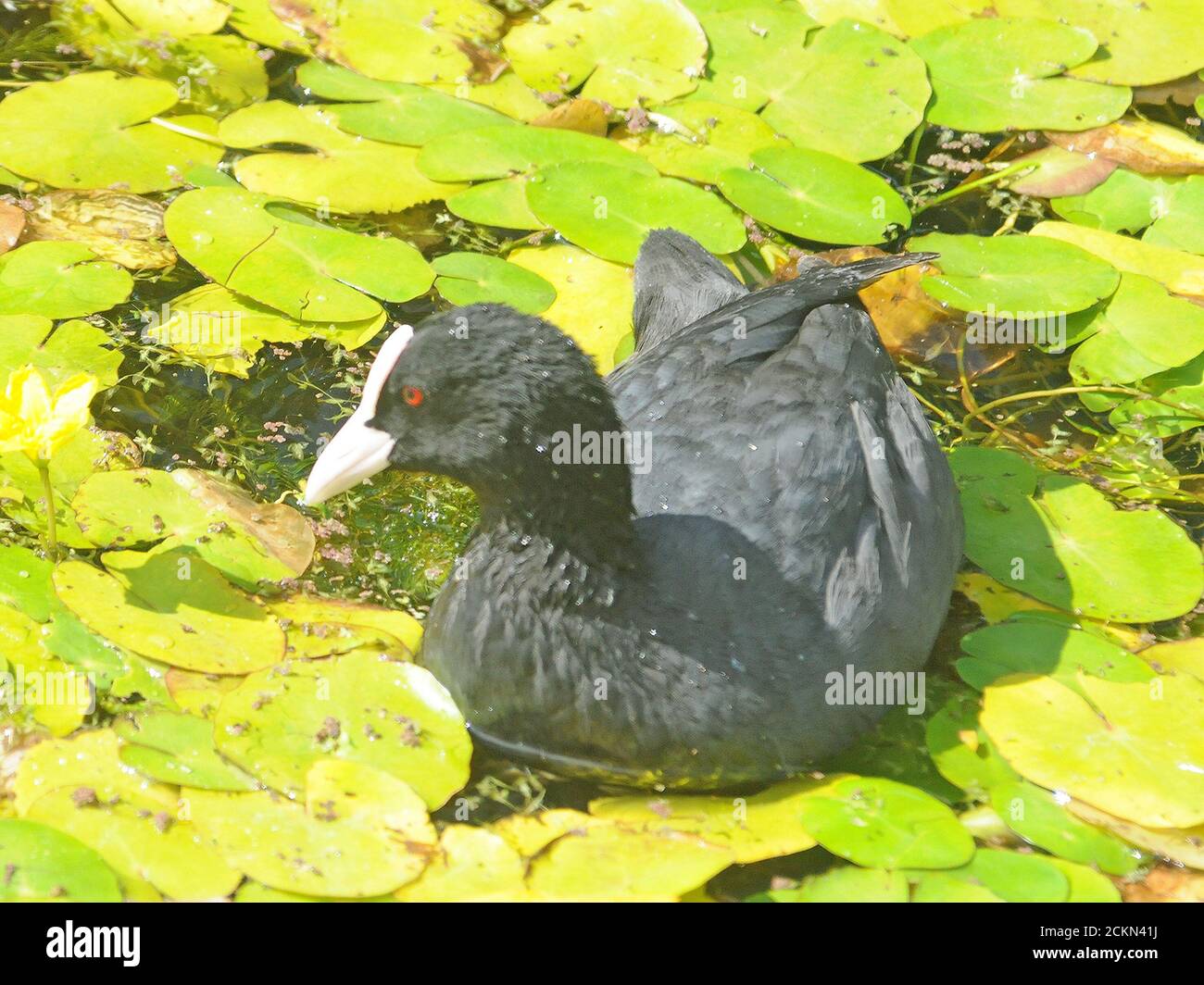Coot in water plants hi-res stock photography and images - Alamy