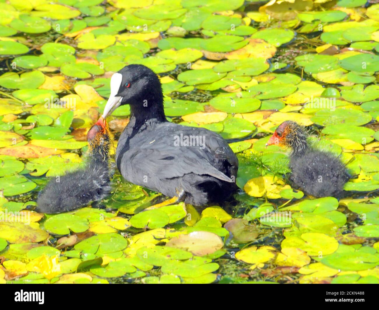 Water bird chicks hi-res stock photography and images - Alamy