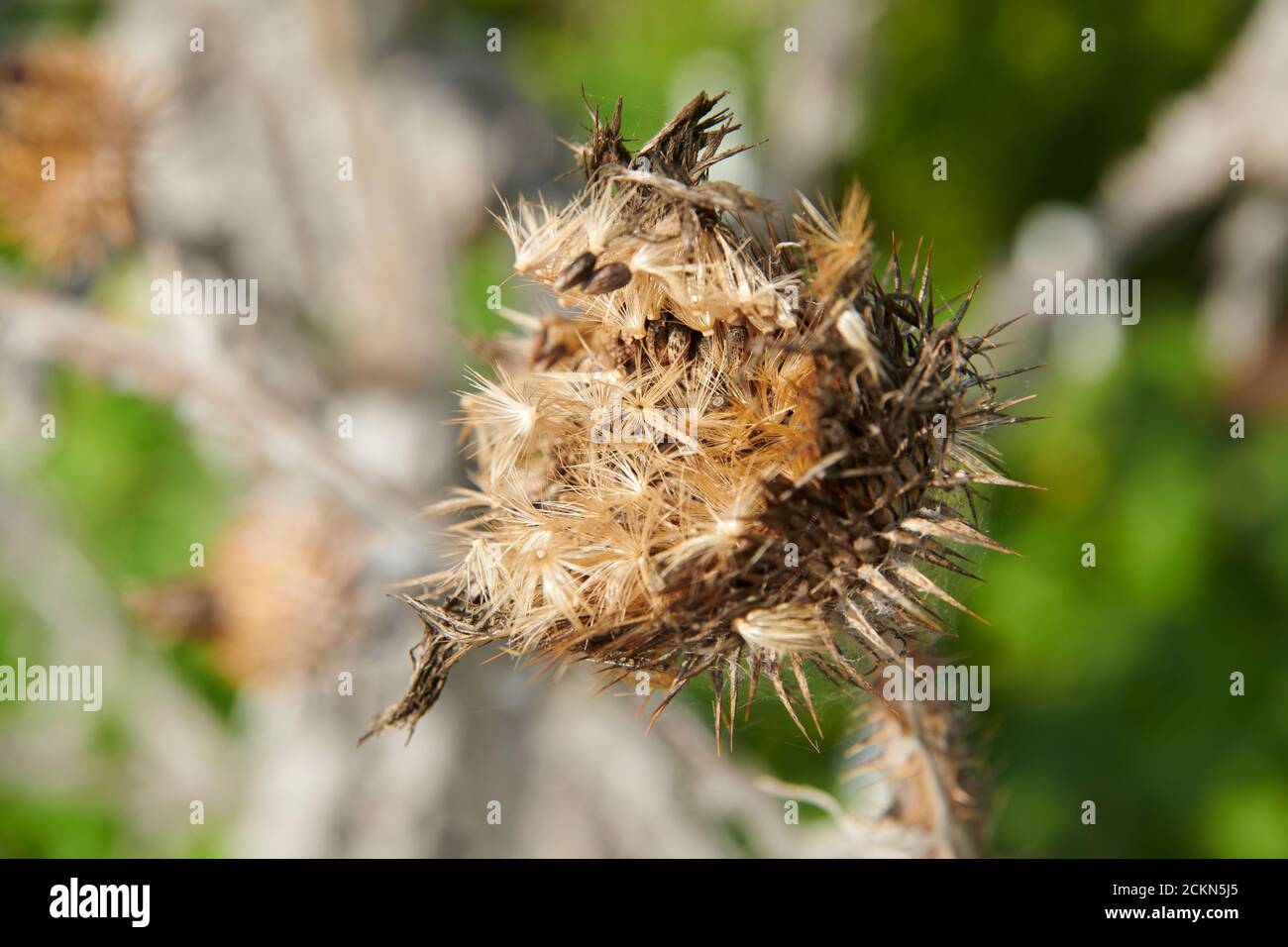 Flowering Cotton Thistle (Onopordum acanthium) with the seed capsule ...