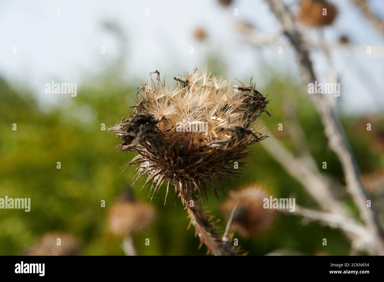 Flowering Cotton Thistle (Onopordum acanthium) with the seed capsule ...