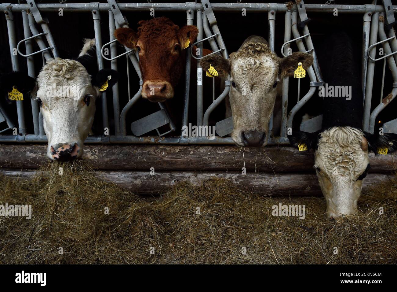 Maguires High Resolution Stock Photography and Images - Alamy