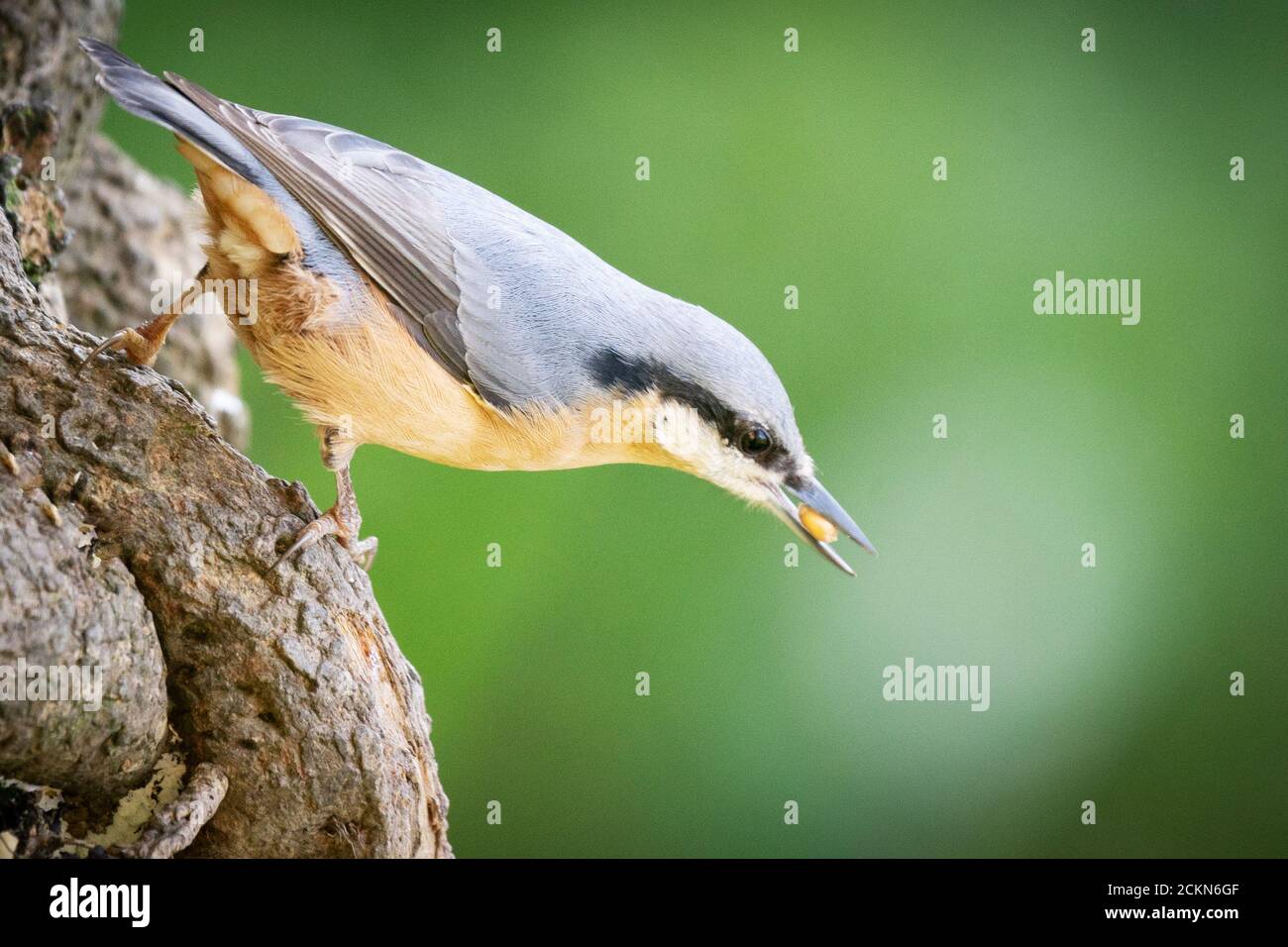 Nut hatch bird hi-res stock photography and images - Alamy