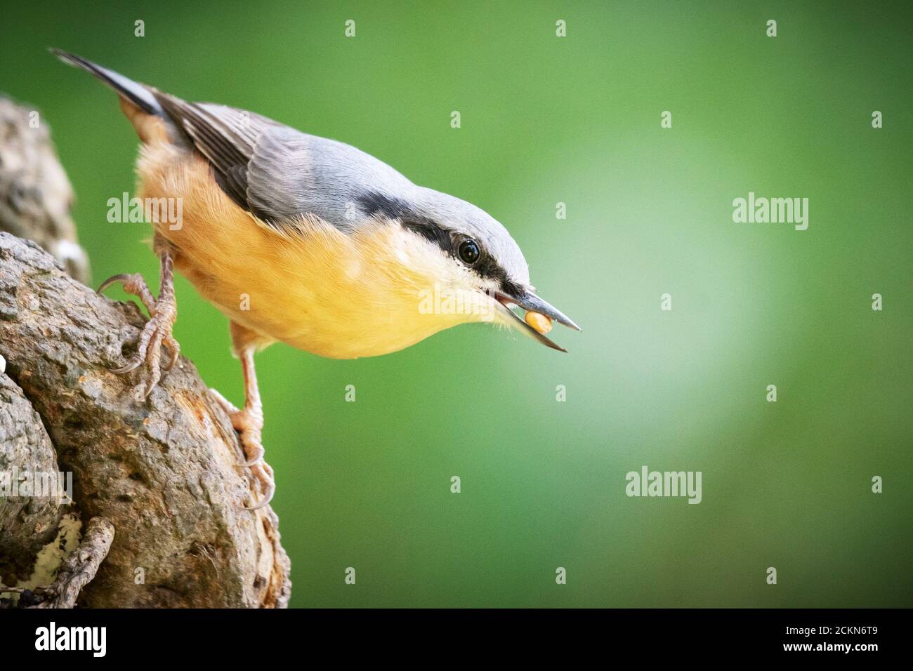 nut hatch with a nut up close Stock Photo - Alamy