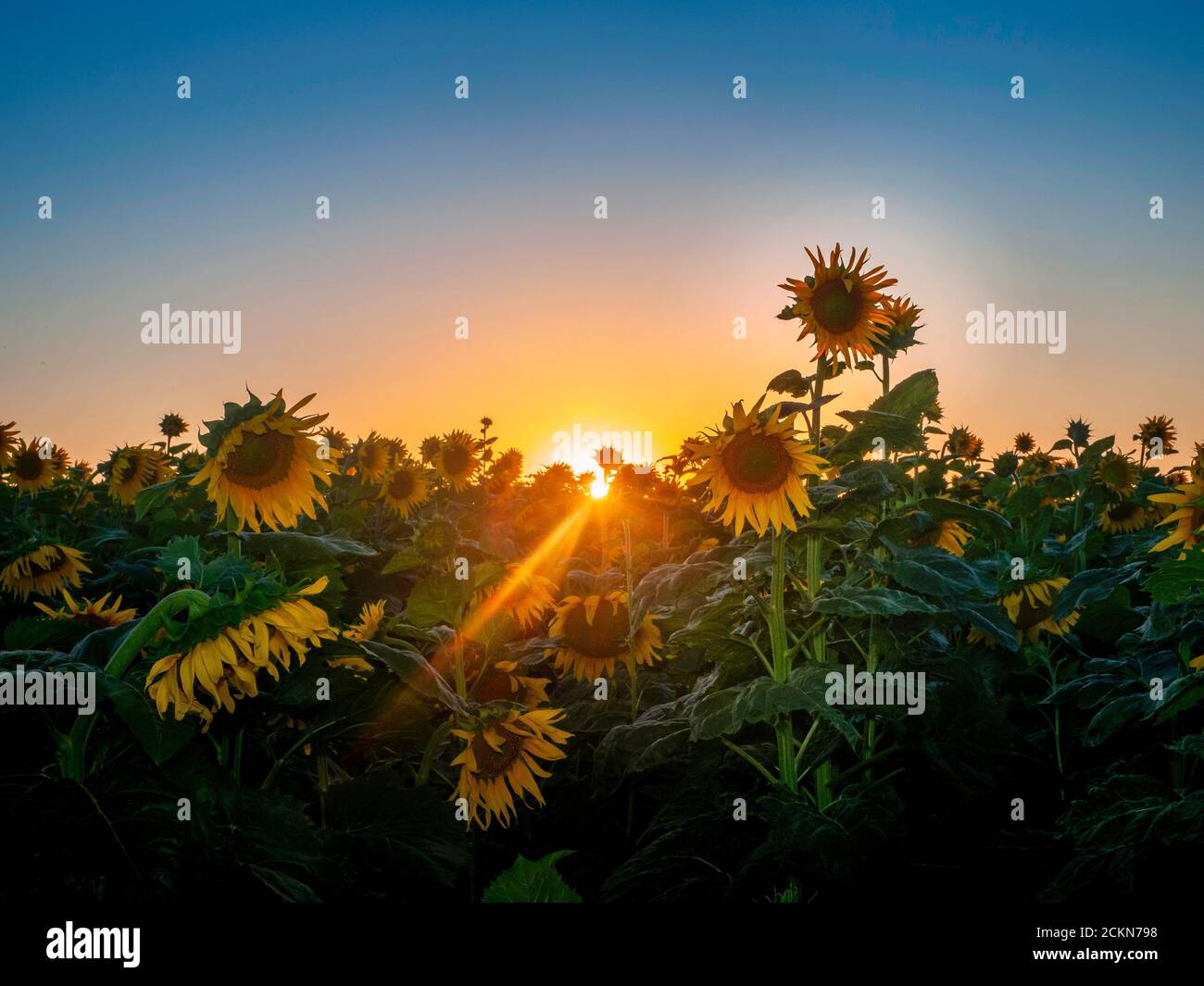Kansas sunflower field hi-res stock photography and images - Alamy