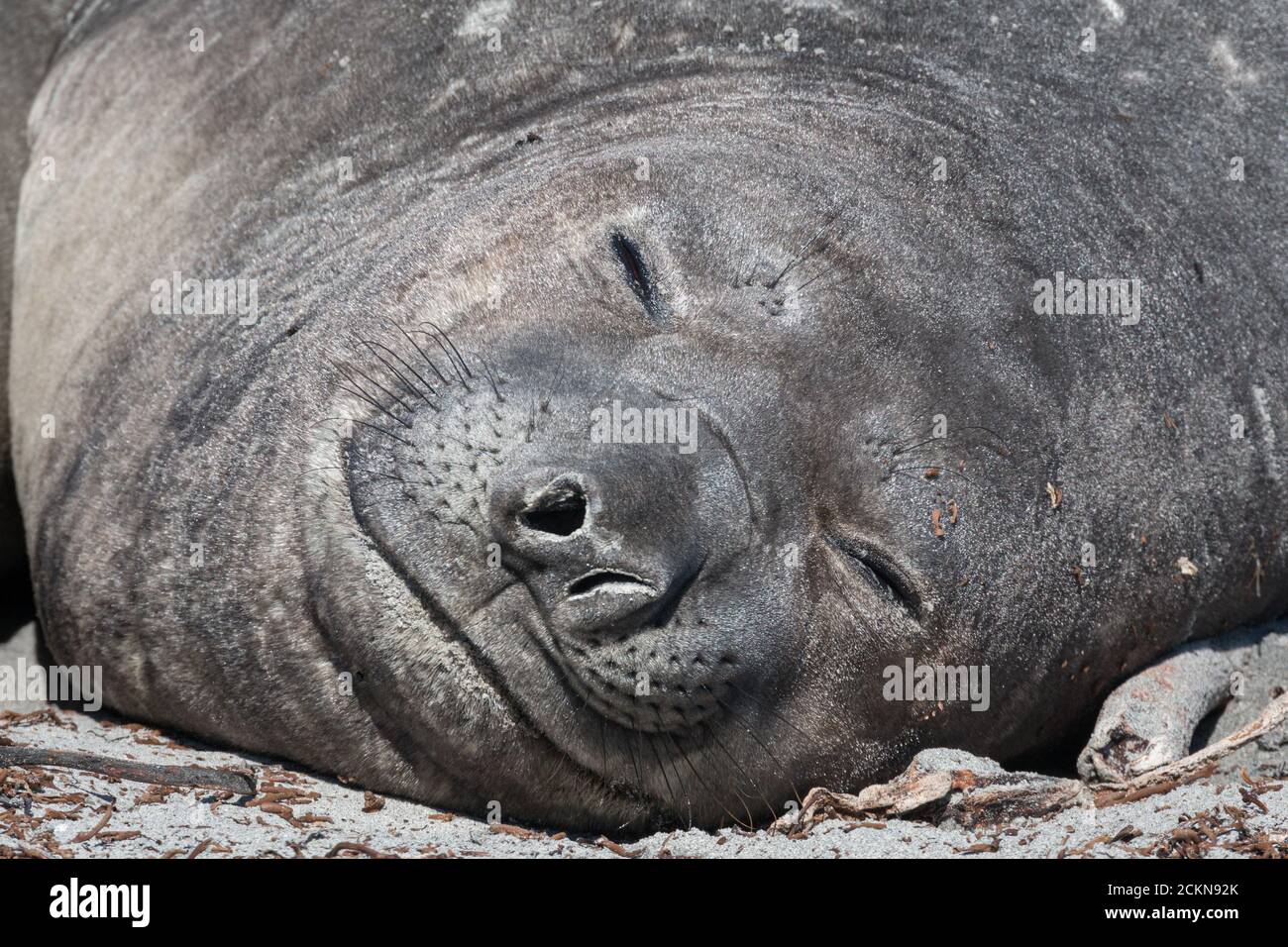 Smiling seals hi-res stock photography and images - Alamy