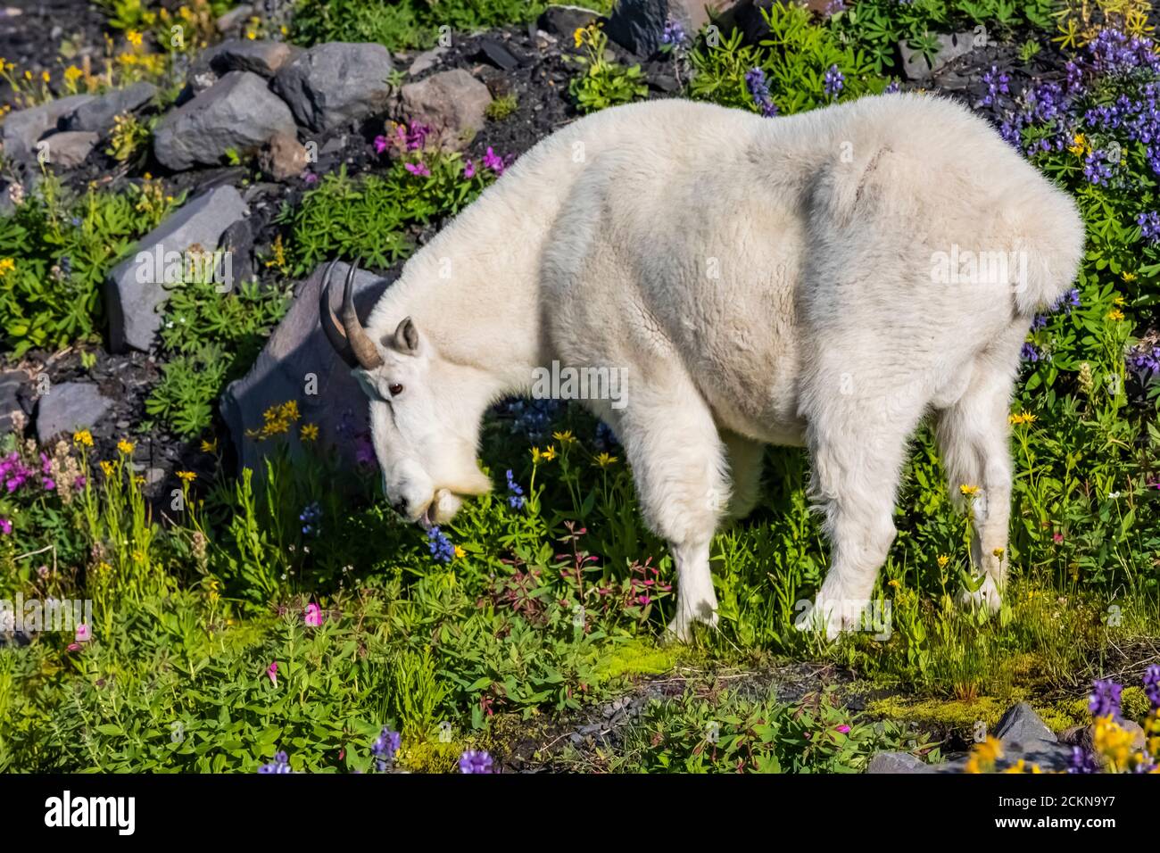 Mountain Goat, Oreamnos americanus, feeding in alpine wildflower meadow ...