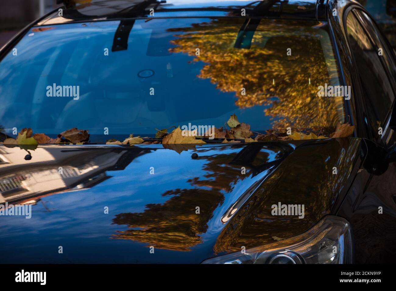 Car standing on street with maple autumn leaves on windshield and ...