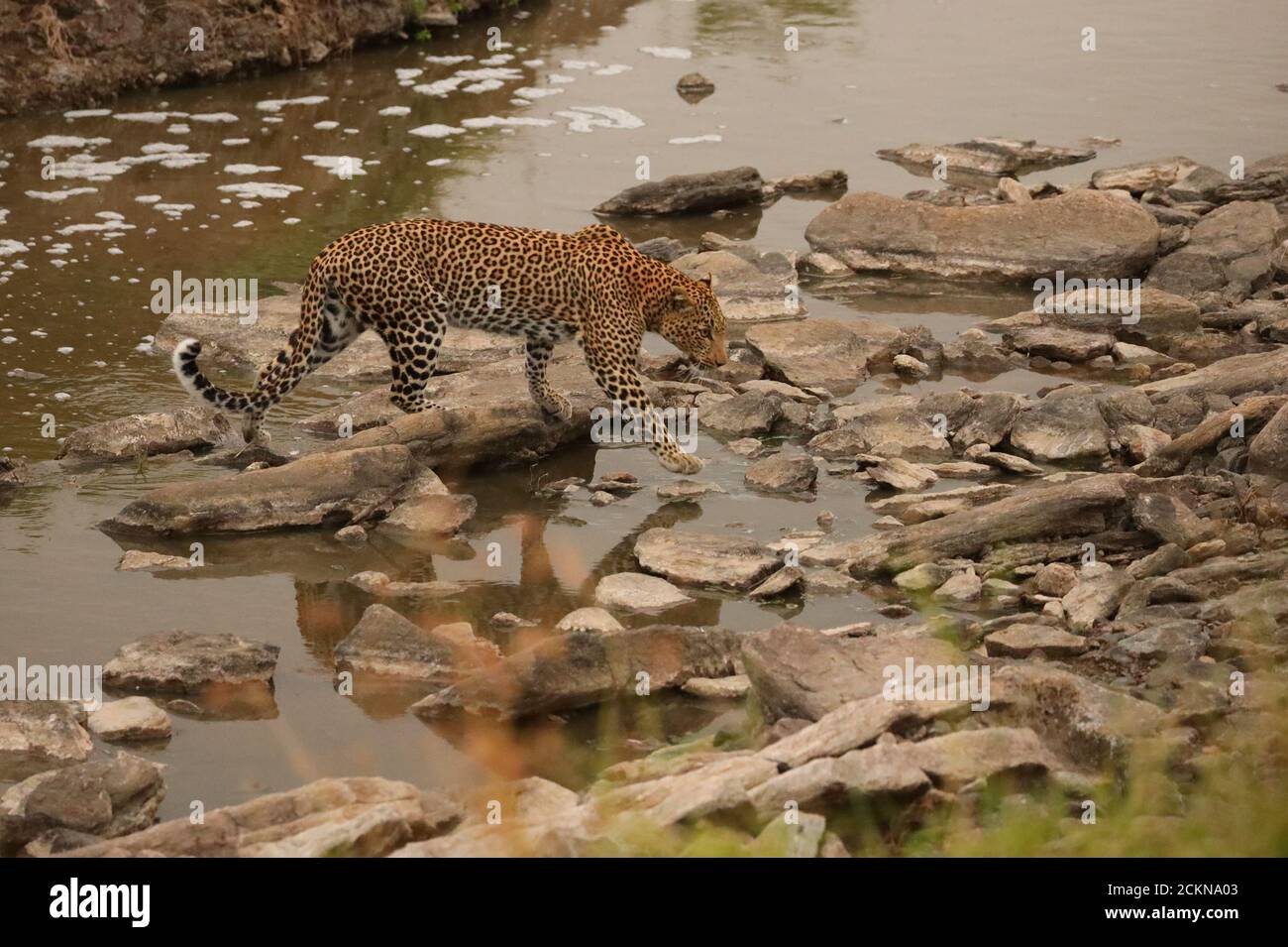 Motorogi hi-res stock photography and images - Alamy