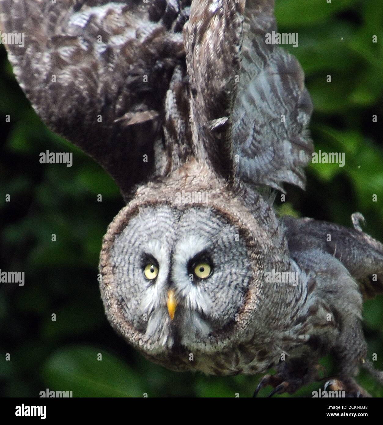 GREAT GREY OWL Stock Photo - Alamy