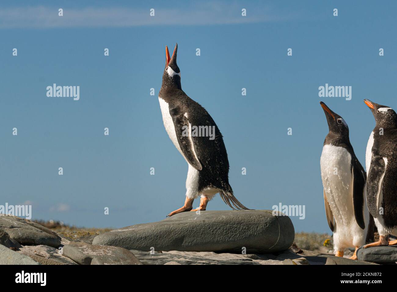 Screaming penguin hi-res stock photography and images - Alamy
