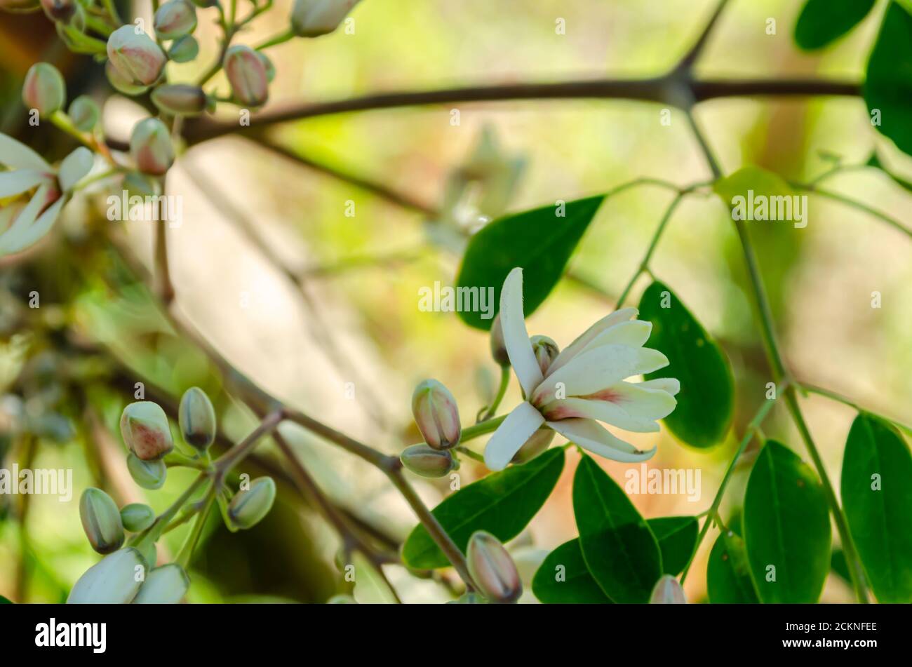 Blossom Of The Moringa Oleifera Plant Stock Photo - Alamy