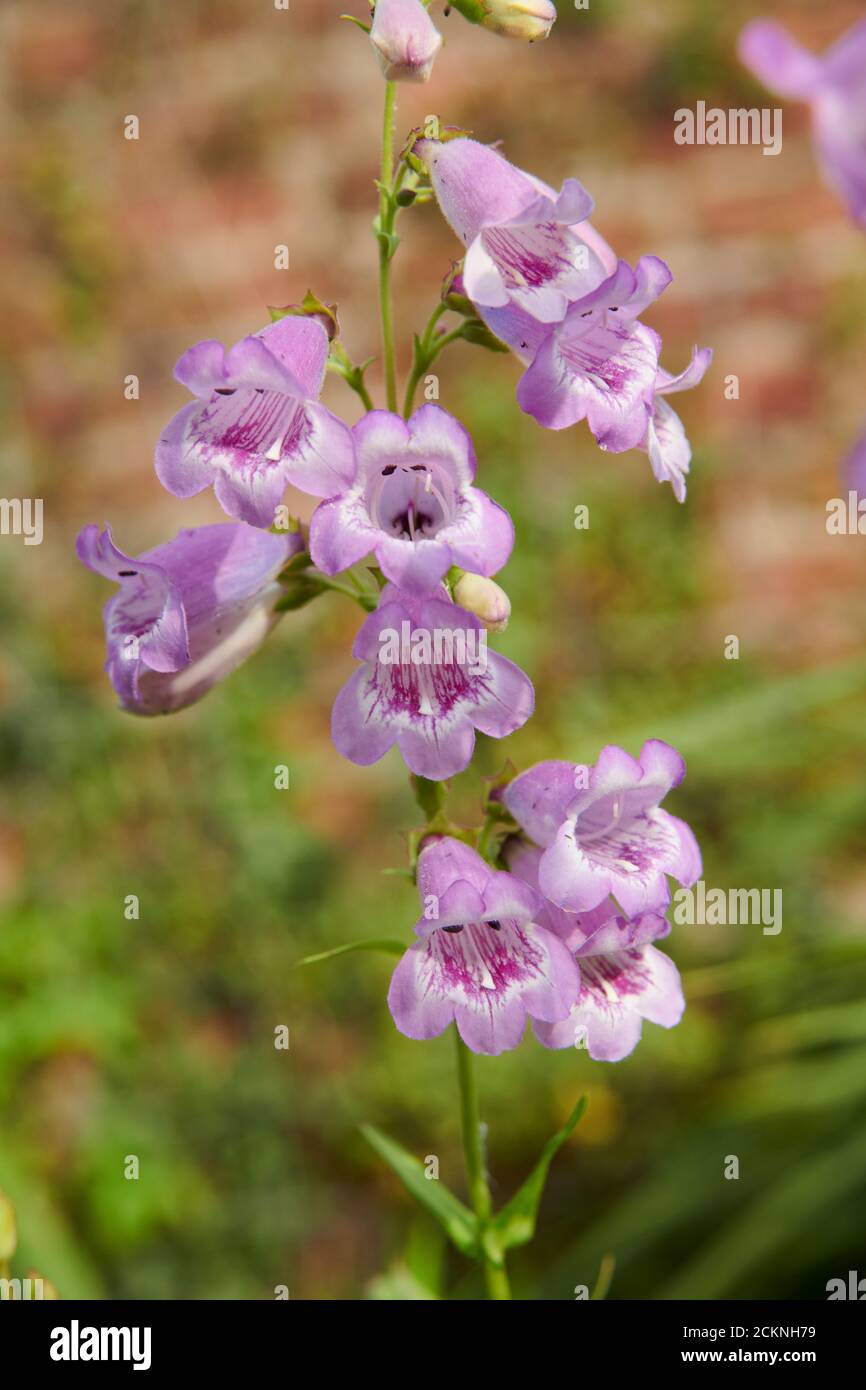 Showy penstemon hi-res stock photography and images - Alamy