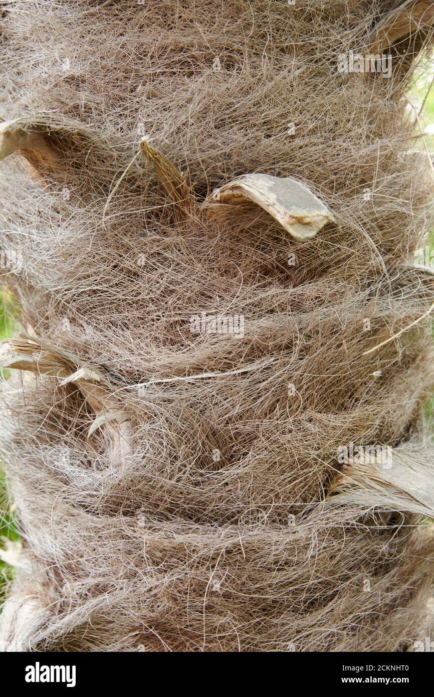 The hairy trunk of a trachycarpus fortunei palm tree Stock Photo - Alamy