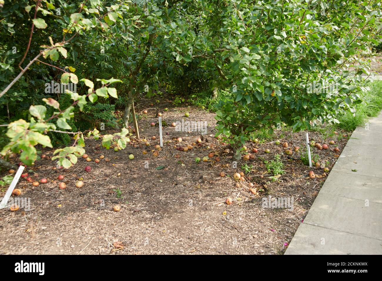 Windfall apple in an apple orchard, East Yorkshire England, UK, GB ...
