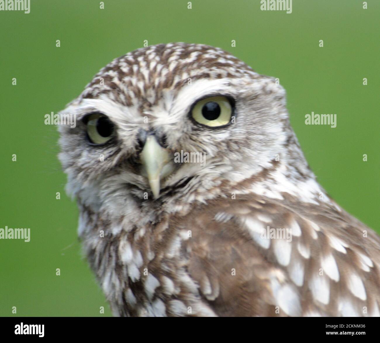 Little owl bird prey hi-res stock photography and images - Alamy