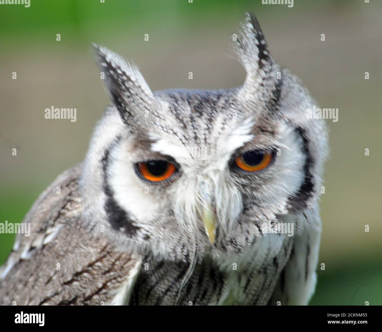 LONG EARED OWL Stock Photo - Alamy