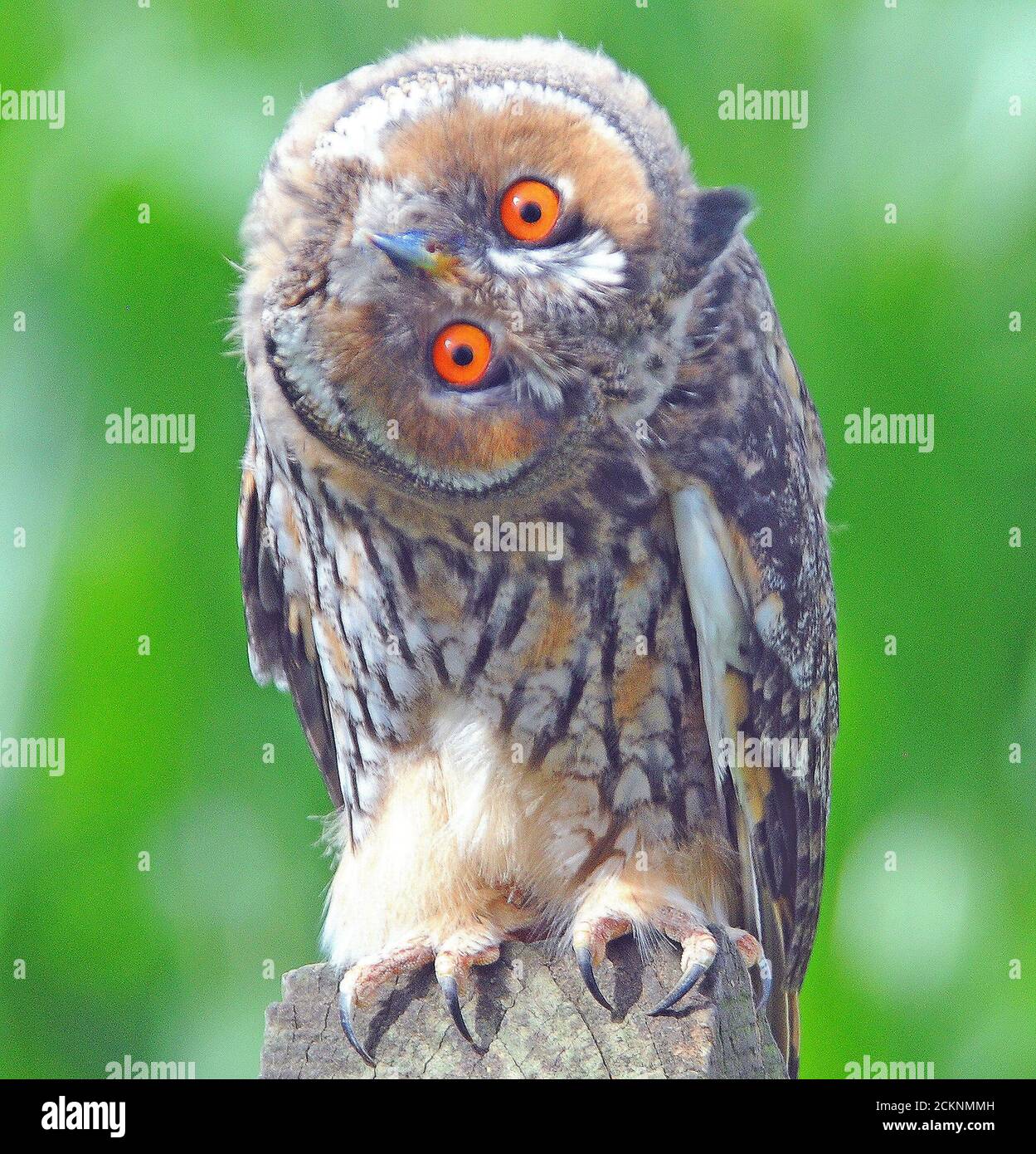 LONG EARED OWL Stock Photo - Alamy