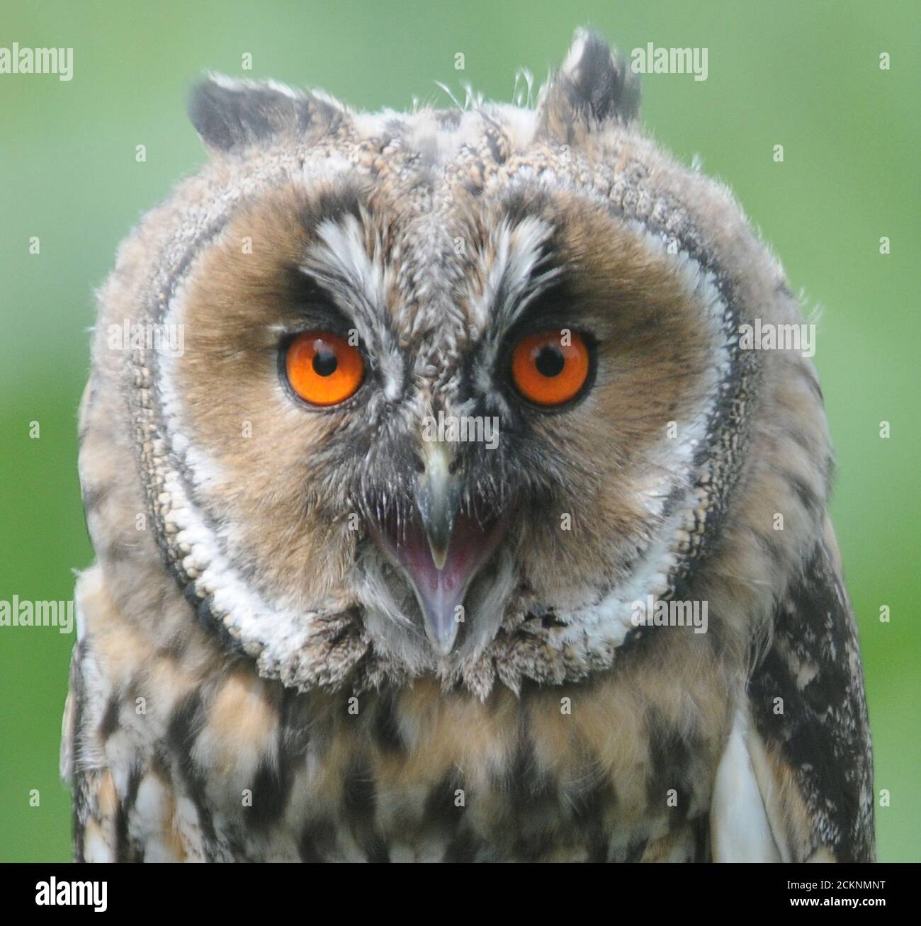 Ear tufts hi-res stock photography and images - Alamy