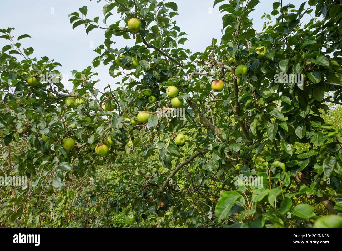 A Crop of apples (Var Gloster) growing on an apple tree in an orchard ...