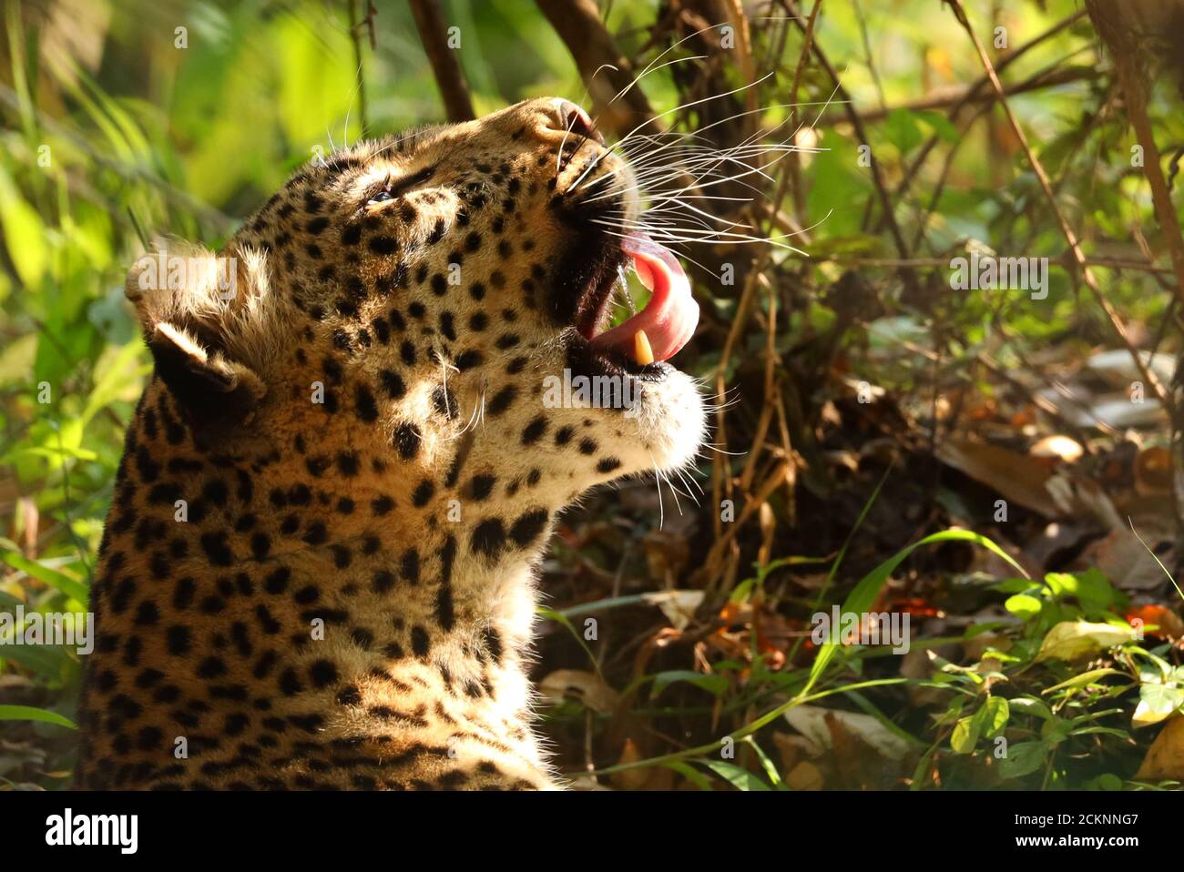 Motorogi hi-res stock photography and images - Alamy