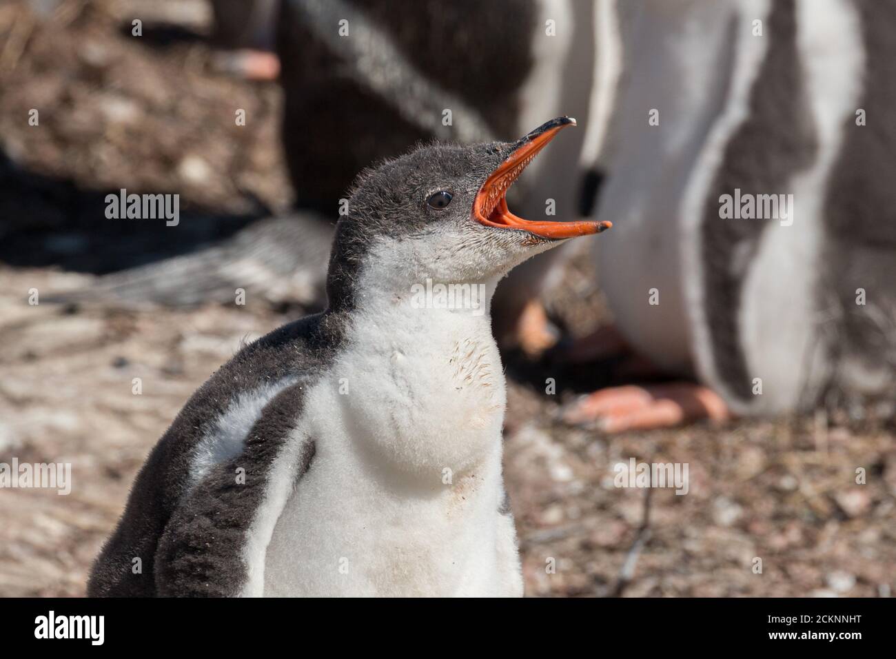 Sea lion screaming hi-res stock photography and images - Alamy