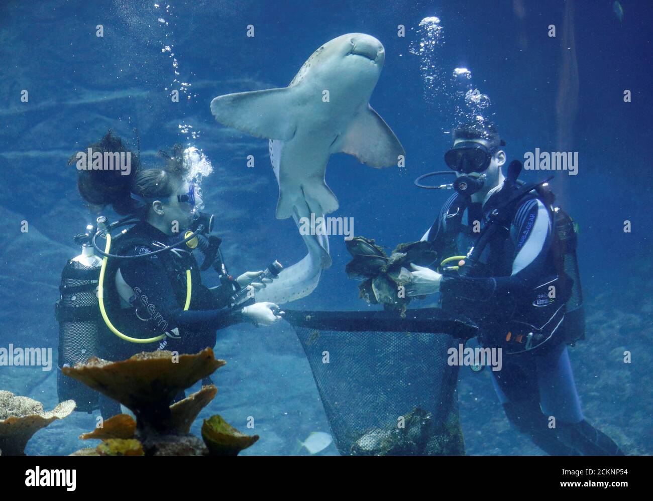 Shark Eggs High Resolution Stock Photography and Images - Alamy