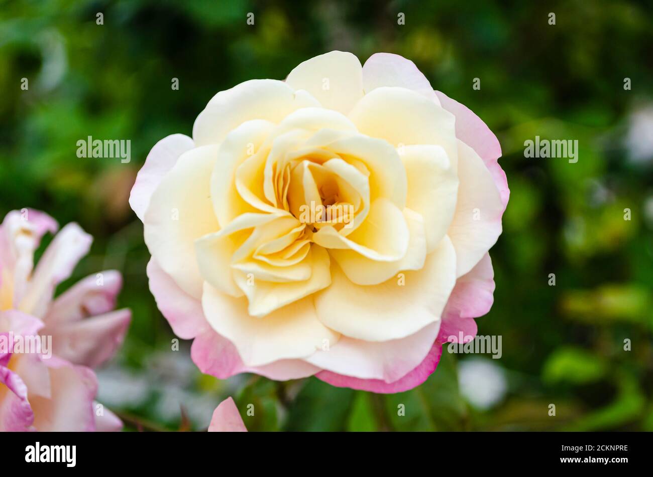 Rose of castile hi-res stock photography and images - Alamy
