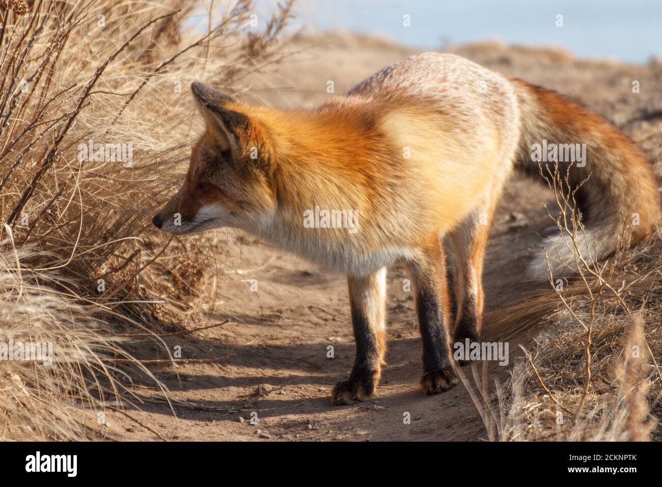 Red Fox Profile View High Resolution Stock Photography and Images - Alamy