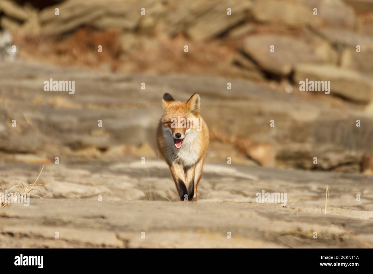 The fox attacks and runs right among the stones Stock Photo - Alamy