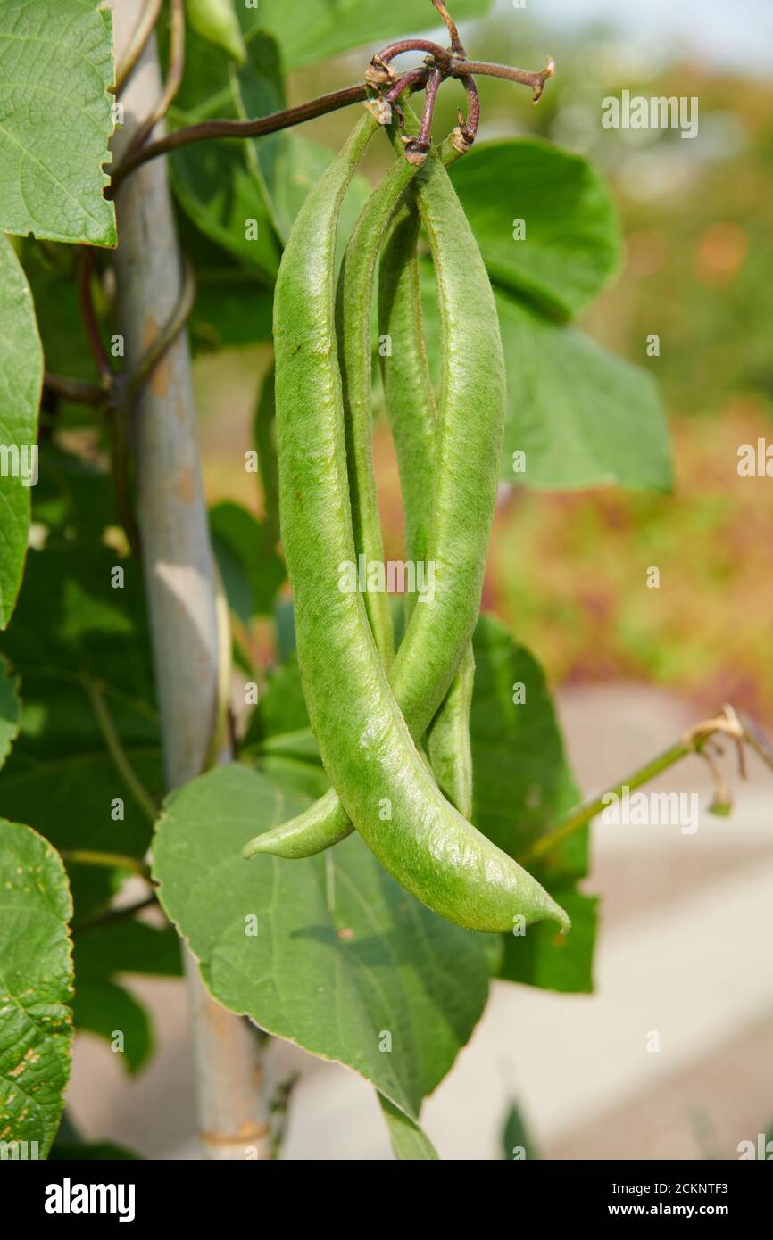 French or Runner beans Phaseolus vulgaris growing on the vine East ...