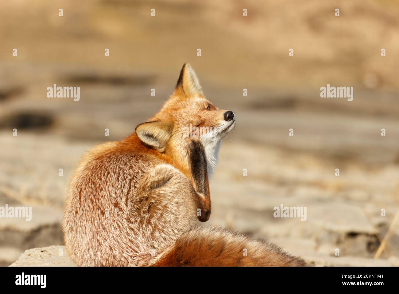 Ear well hi-res stock photography and images - Alamy