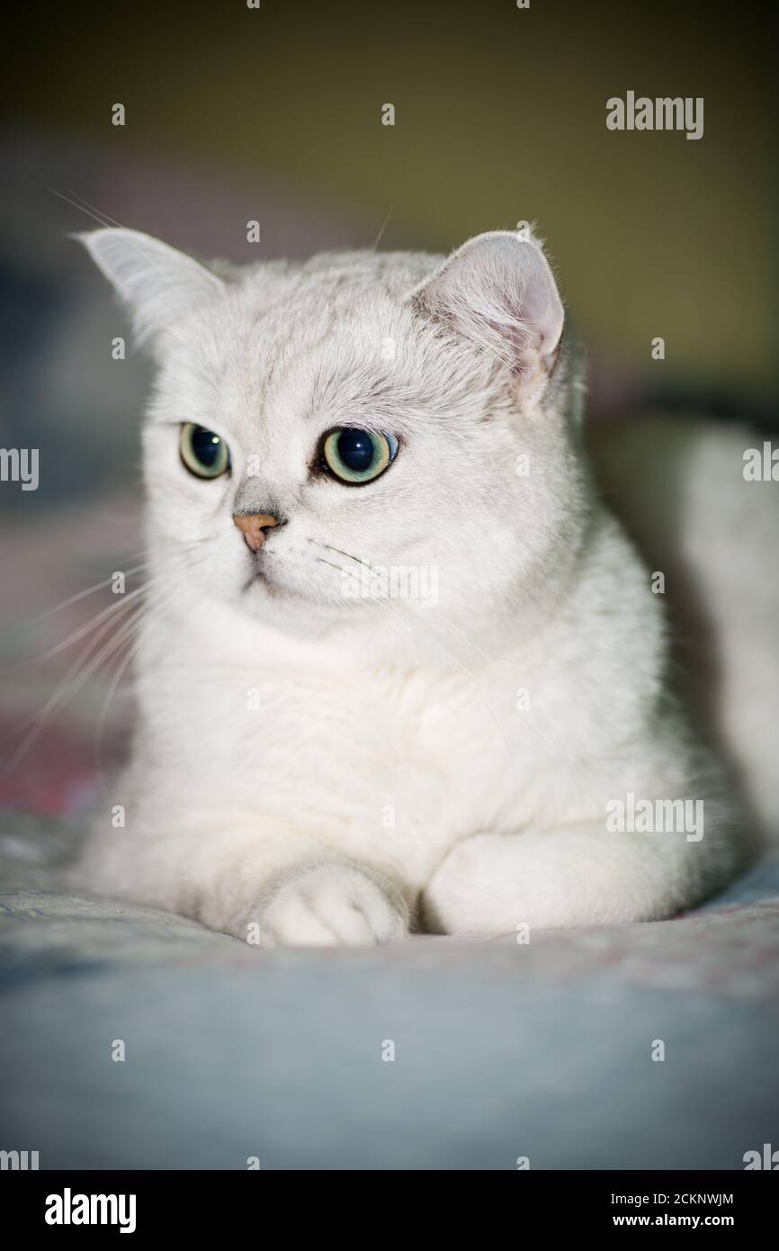 adult cat pedigree Scottish chinchilla straight ears Stock Photo - Alamy
