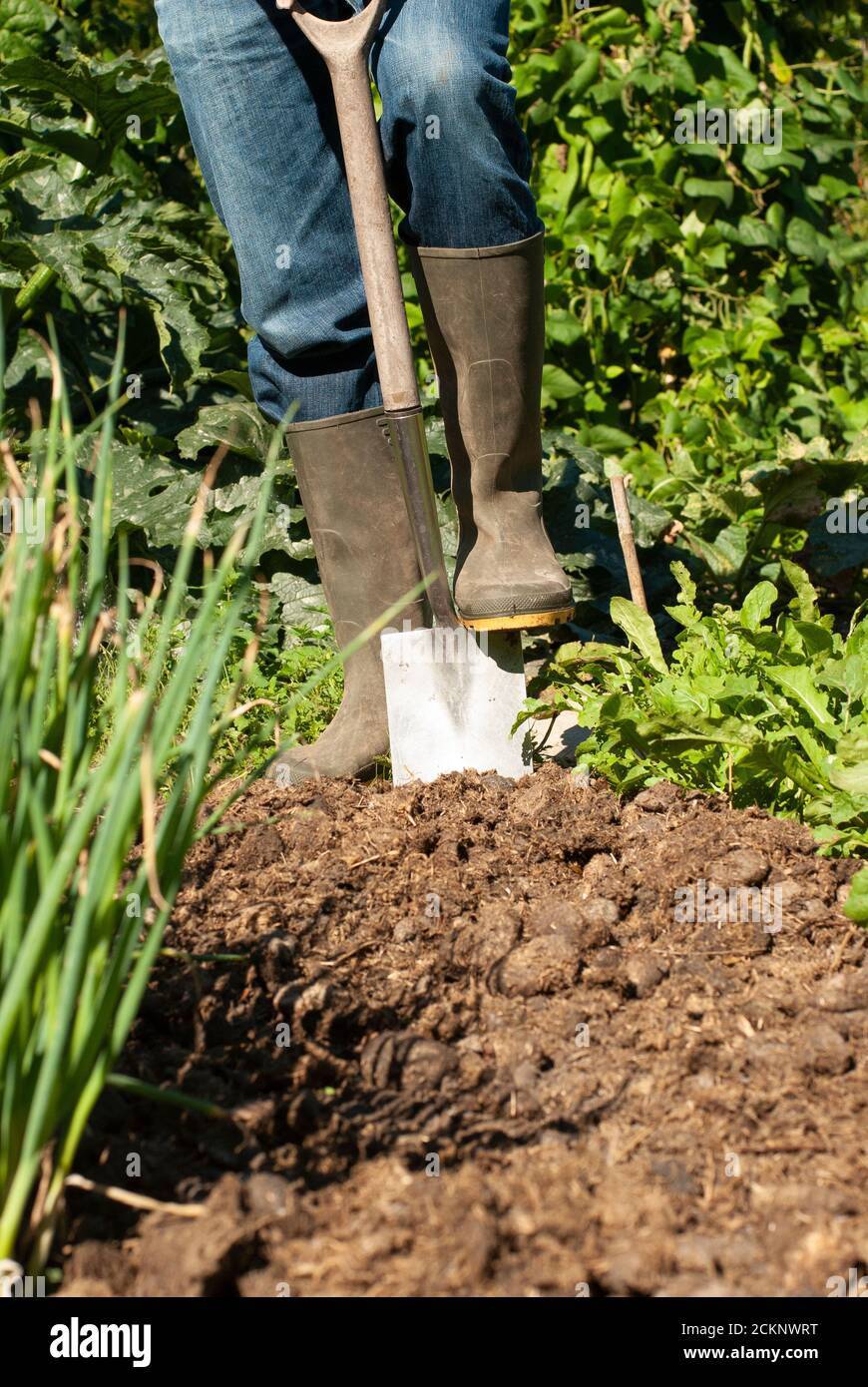 Green manure digging in hi-res stock photography and images - Alamy