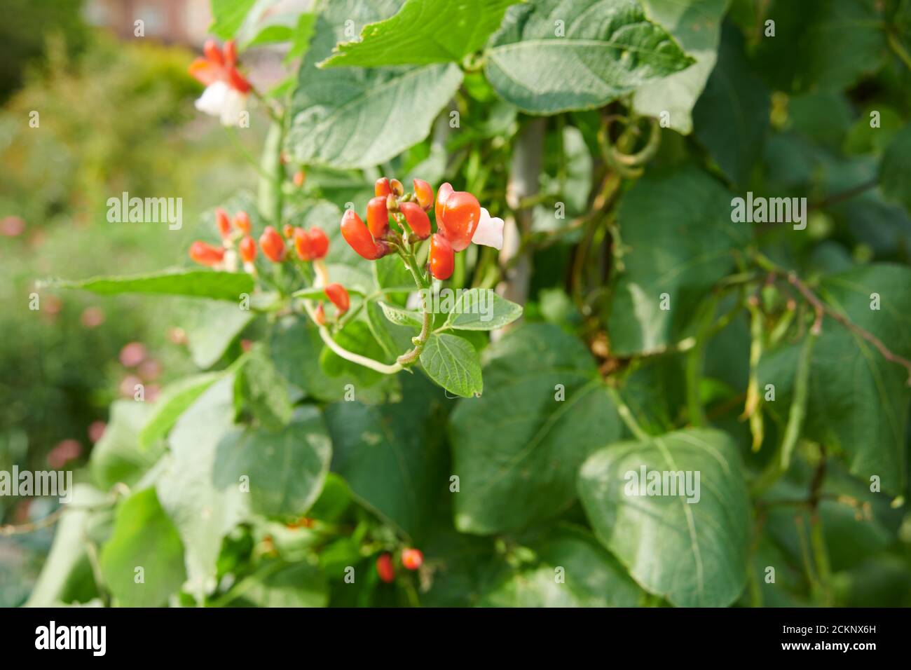 French or Runner beans Phaseolus vulgaris growing on the vine East ...