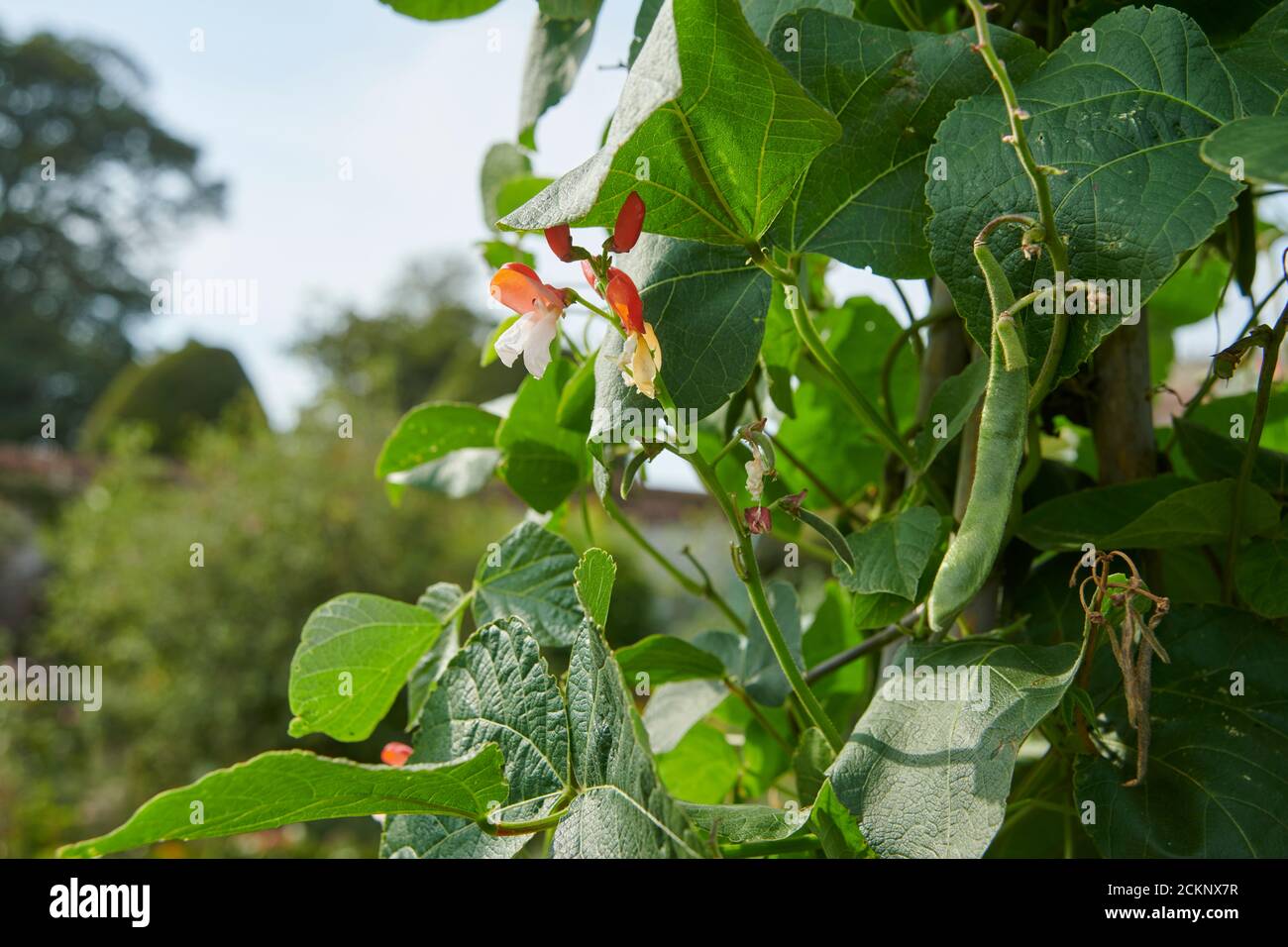 French or Runner beans Phaseolus vulgaris growing on the vine East ...