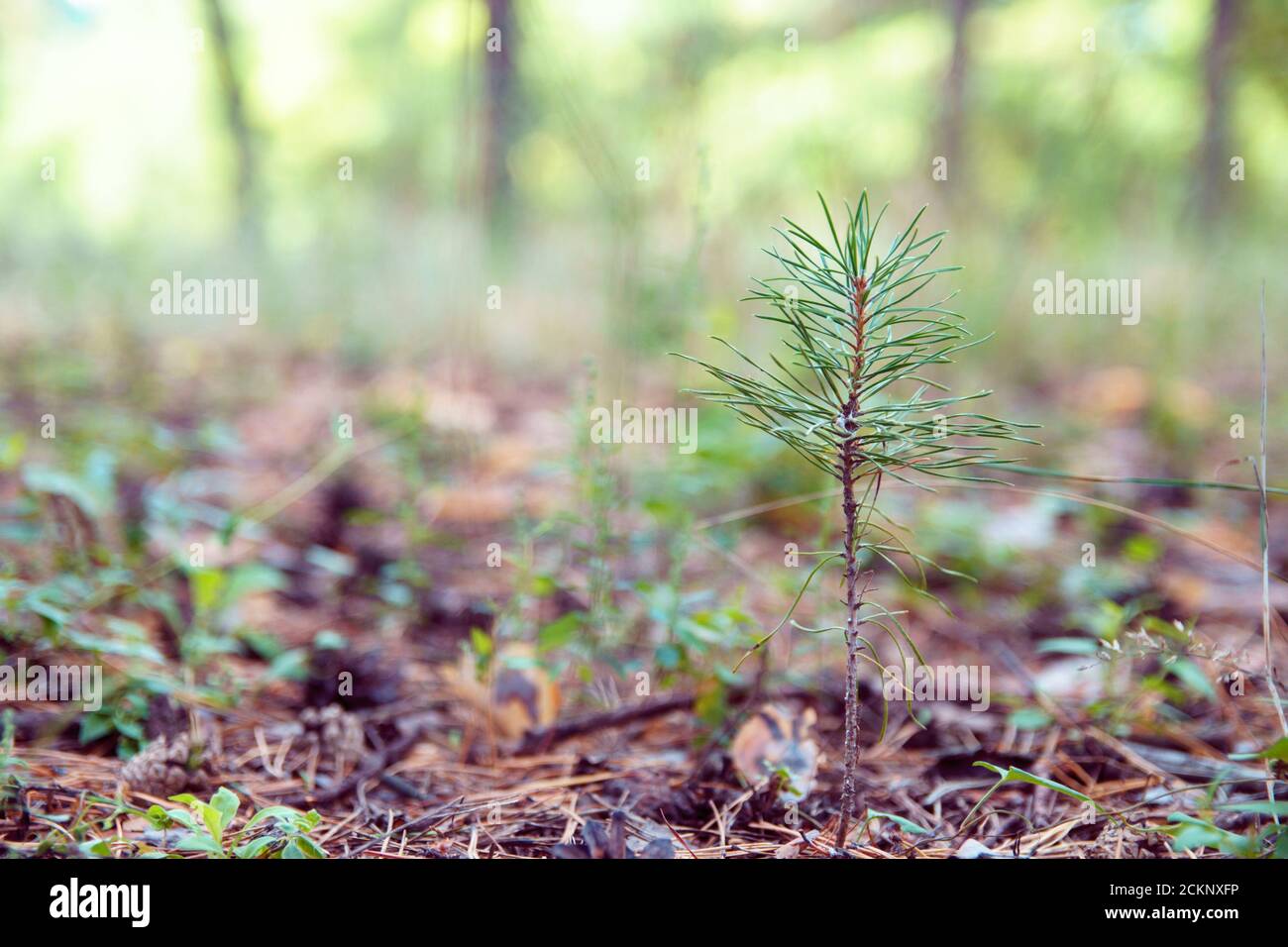 Young pine sprout growing on blurred green background with copy space ...