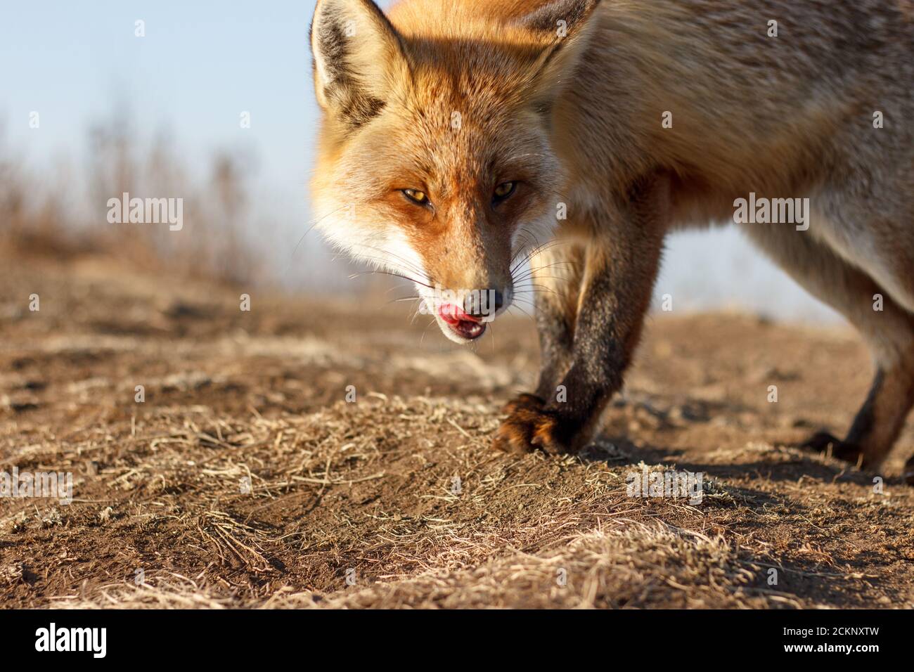 Straight attack hi-res stock photography and images - Alamy