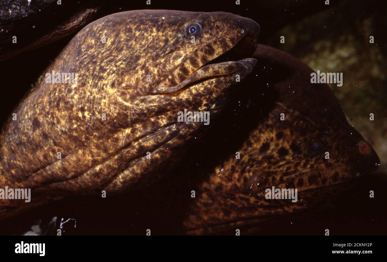 American swamp marbled eel, Synbranchus marmoratus Stock Photo - Alamy
