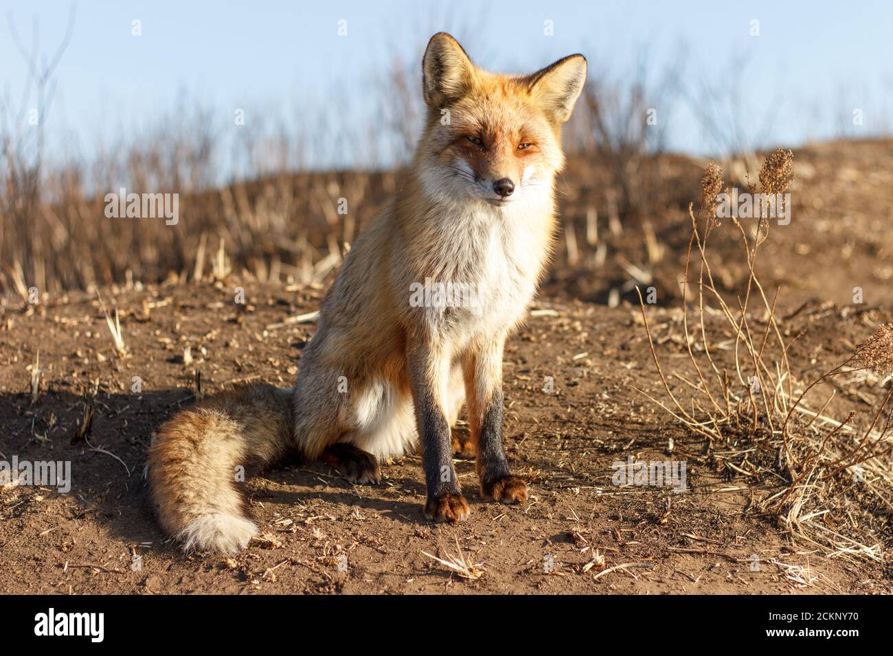 Fox head profile furry hi-res stock photography and images - Alamy
