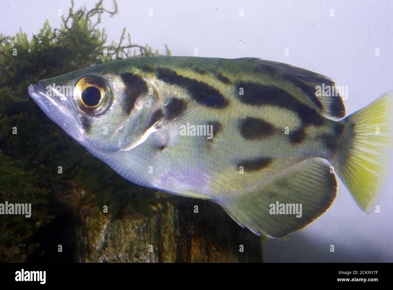 Archerfish ichthyology hi-res stock photography and images - Alamy