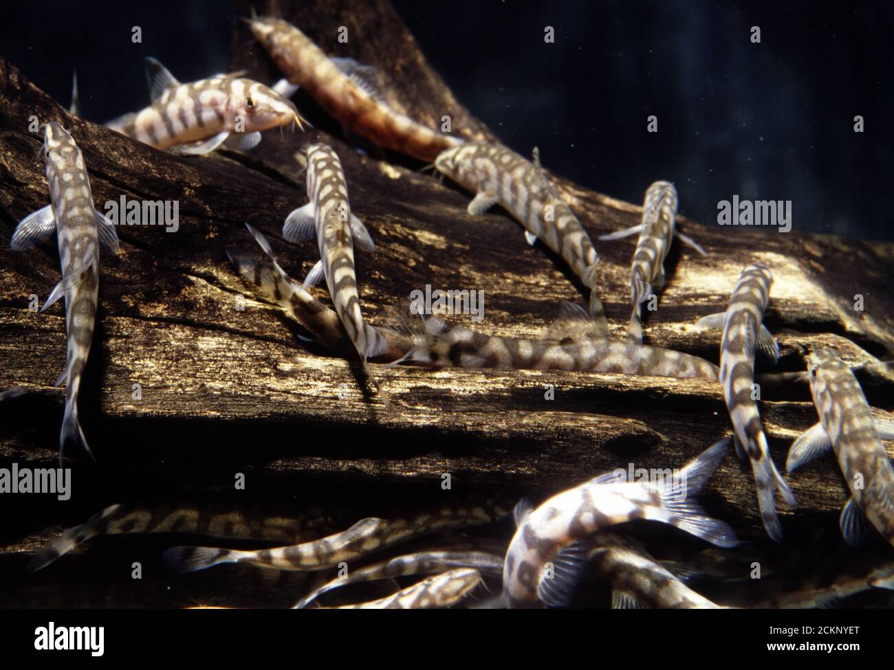 Pakistani or Yo-yo loach, Botia almorhae Stock Photo - Alamy