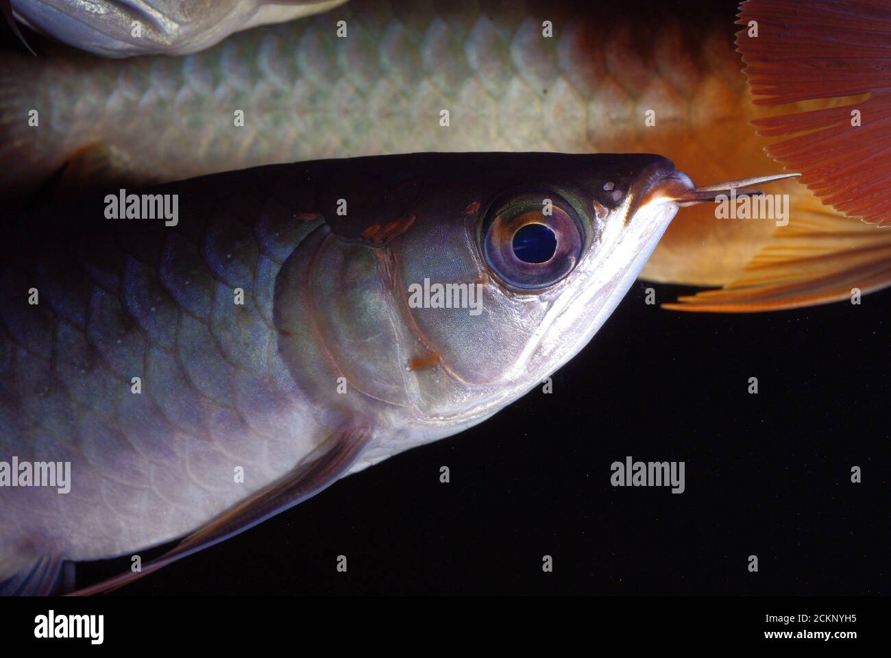 Asian arowana, Scleropages formosus Stock Photo - Alamy