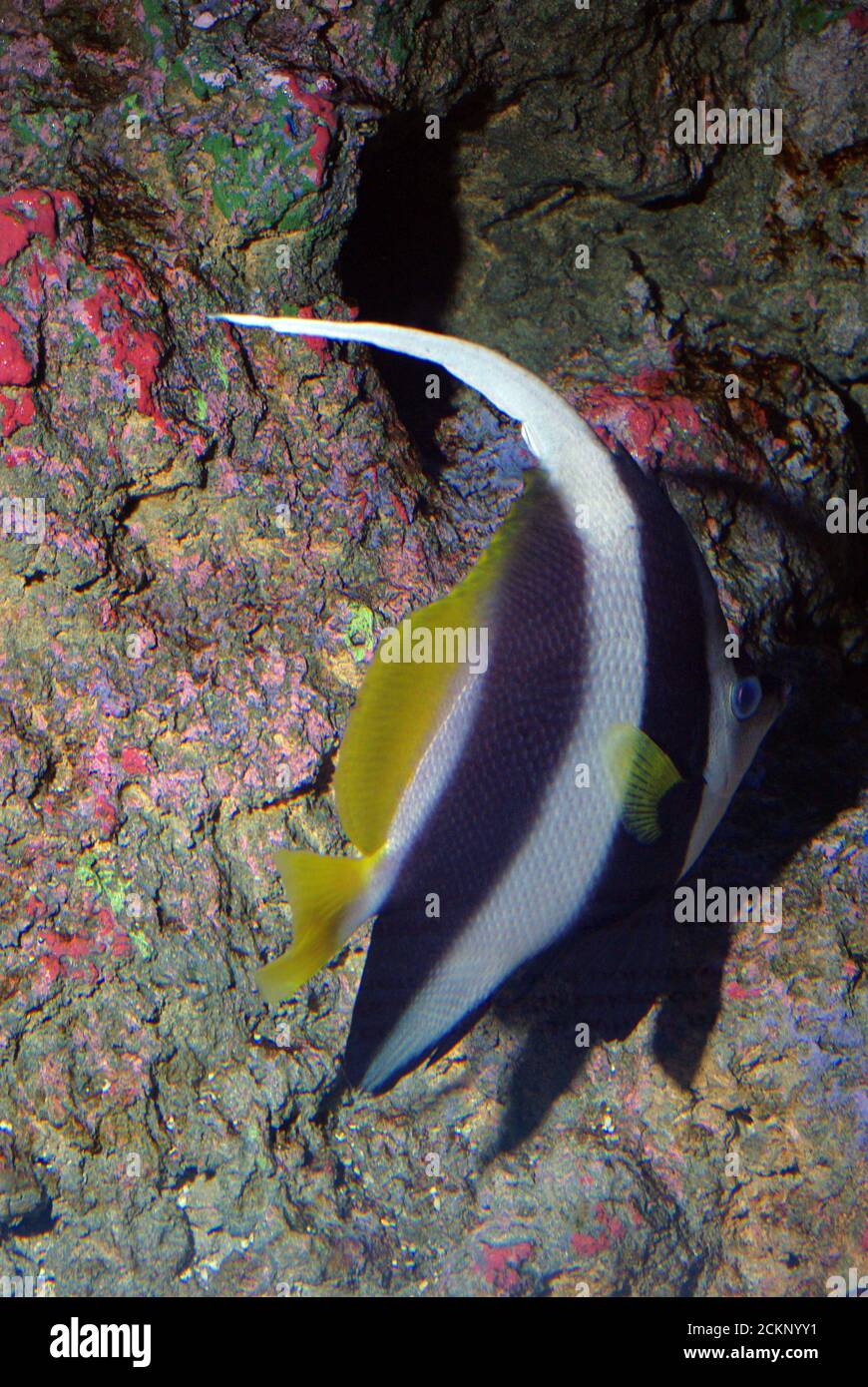 Longfin bannerfish, Heniochus acuminatus Stock Photo - Alamy