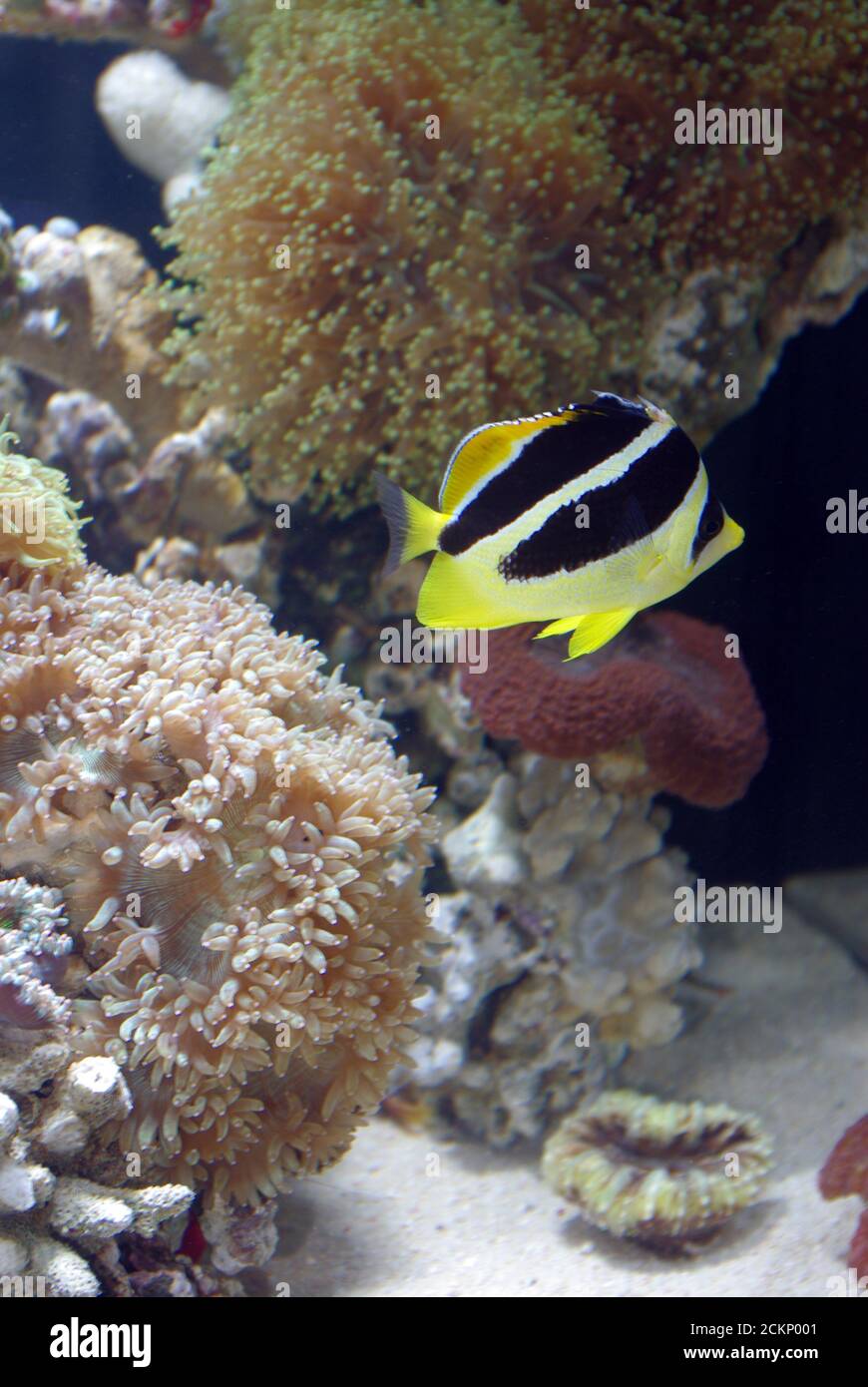 Indian butterflyfish, Chaetodon mitratus Stock Photo - Alamy