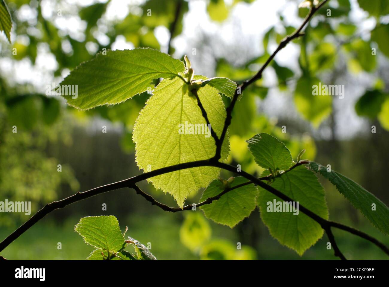 Birch tree leaf hi-res stock photography and images - Alamy