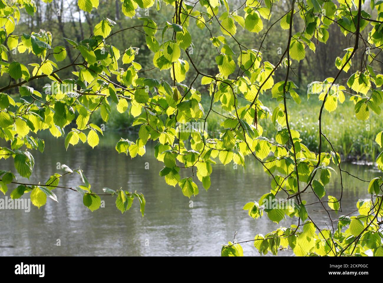 Foliage and spring vegetation plants flowers hi-res stock photography ...