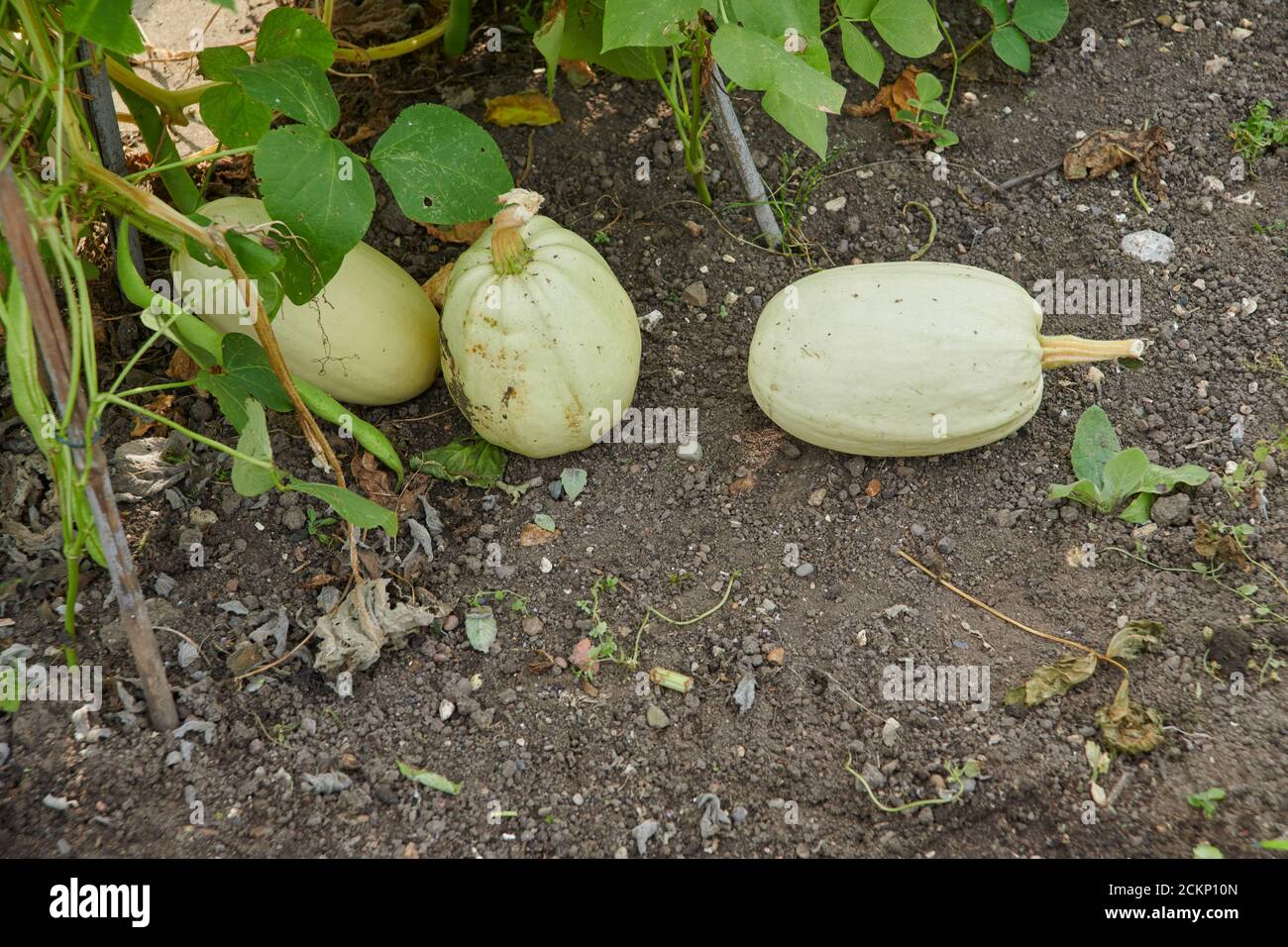 marrow (Cucurbita pepo) laying on the soil after cutting from the plant ...
