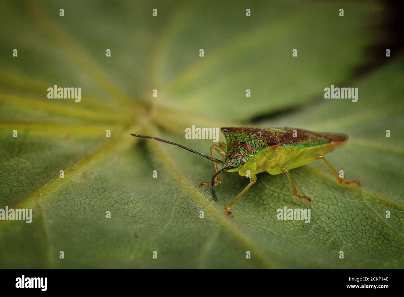Orange shield bug hi-res stock photography and images - Alamy
