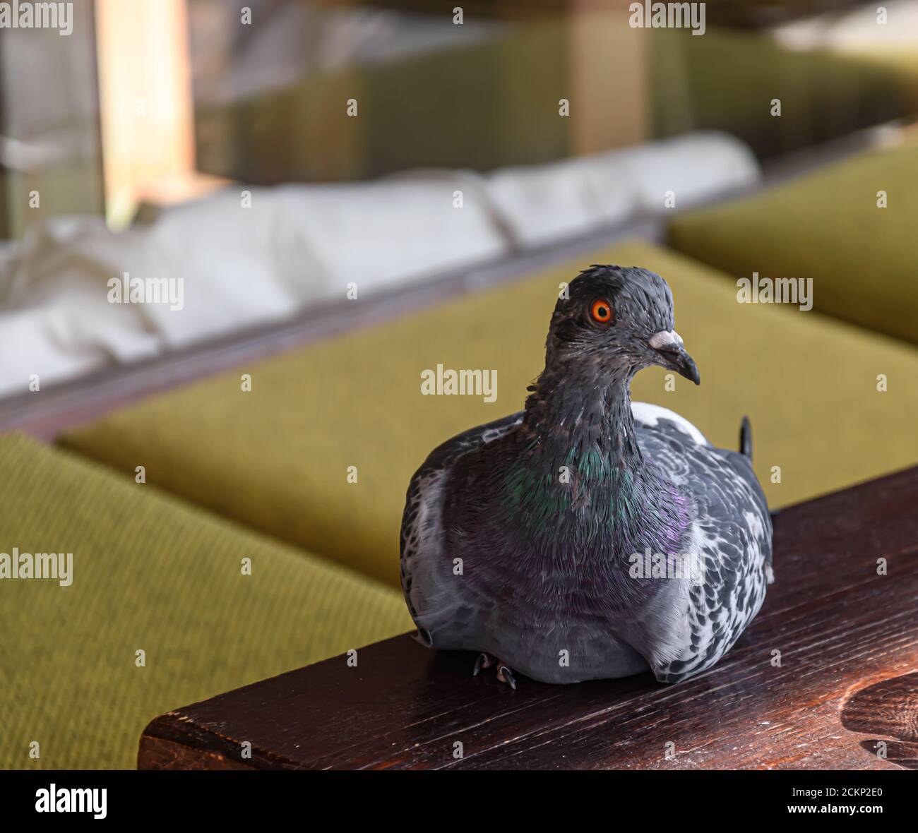 Outdoor cafe pigeon pigeons hi-res stock photography and images - Alamy