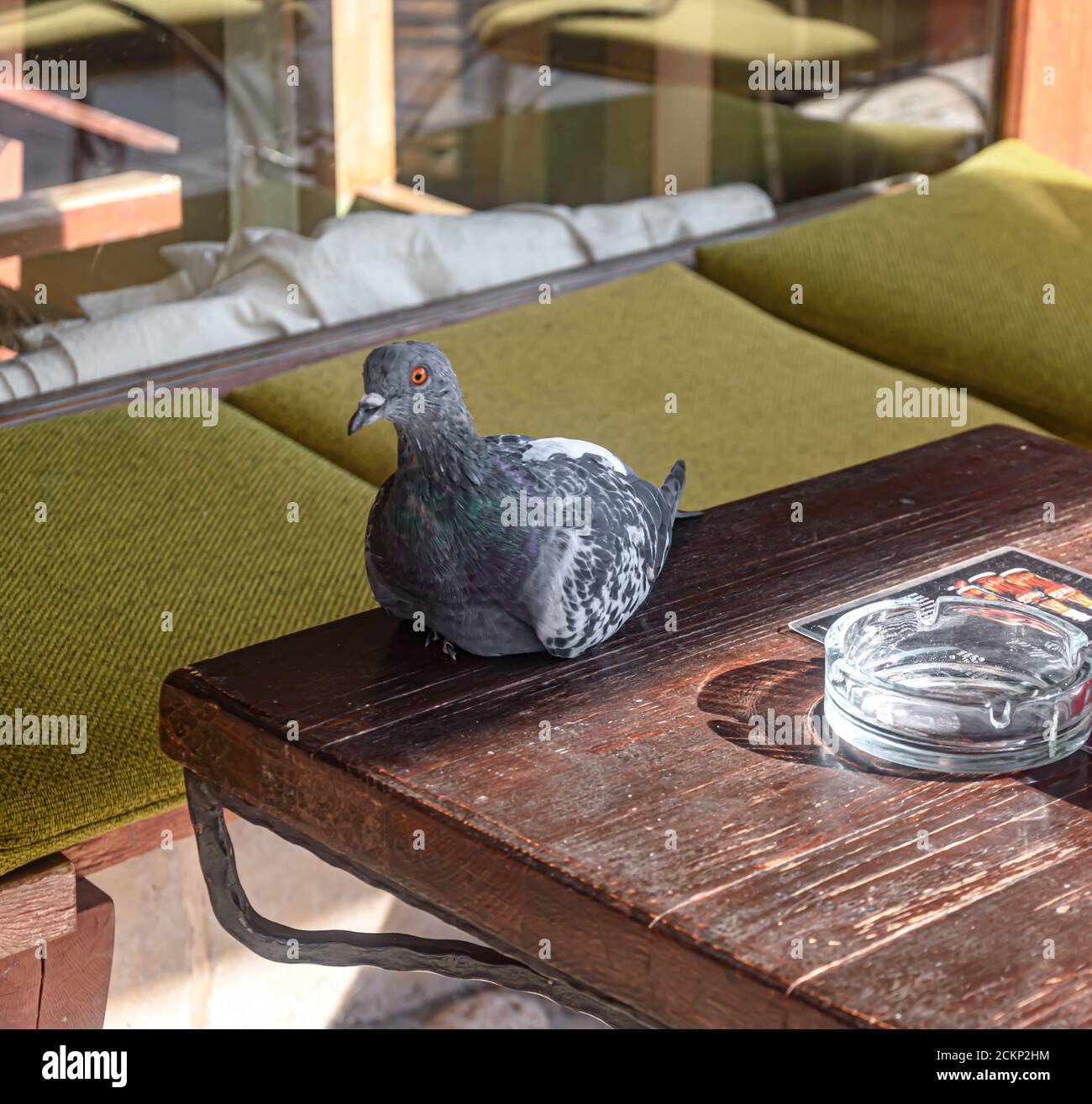 Pigeon standing table hi-res stock photography and images - Alamy